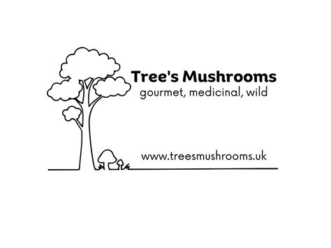 Trees Mushrooms Birch Polypore Mushroom Birch Polypore Tincture