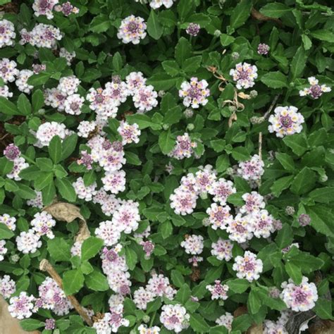 Lippia Nodiflora