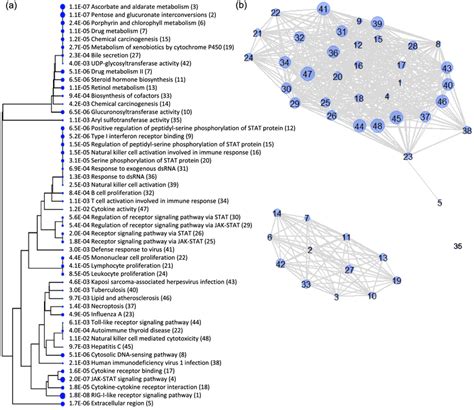 Relationships Between Pathways Of Top 50 Significant Functional