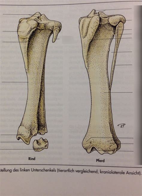 Schaubild Tibia Fibula Craniolateral Links Bei Rind Pferd Quizlet