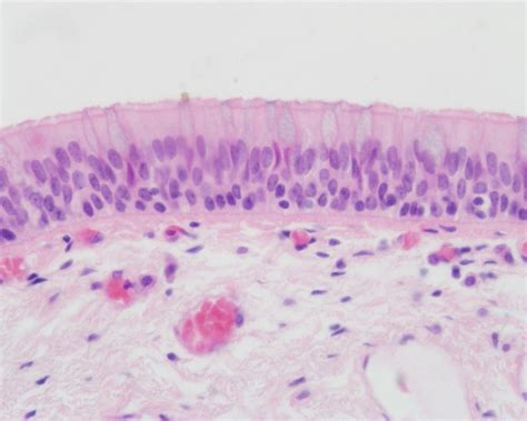 Chapter 3 Epithelia Pseudostratified Epithelia Diagram Quizlet