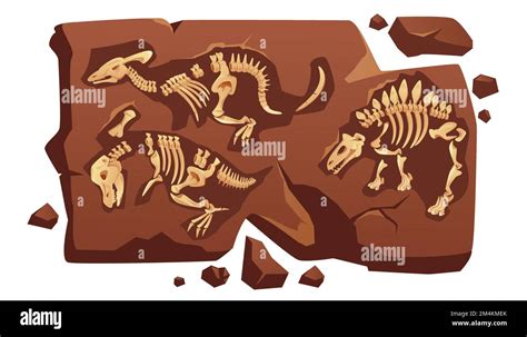 Os Fossiles De Dinosaures Squelettes De Dino En Pierre Isolée Sur Fond Blanc Vieux Morts