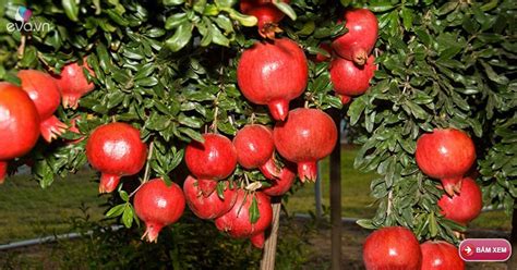 500 Hình ảnh Cây ăn Quả đẹp Để Trồng Và Chăm Sóc Một Vườn Cây đẹp