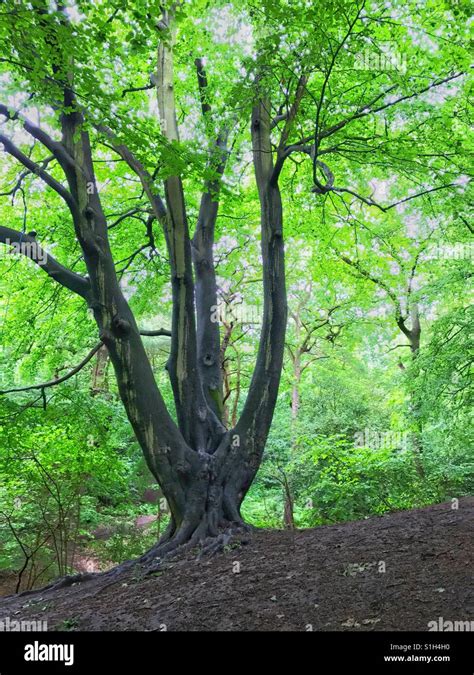 Tree With Multi Trunks In The Middle Of A Wood Stock Photo Alamy