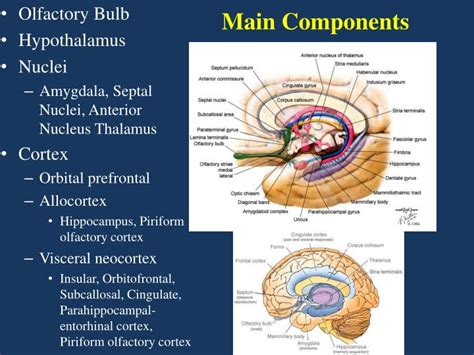 Ppt Limbic System Powerpoint Presentation Id 3366769