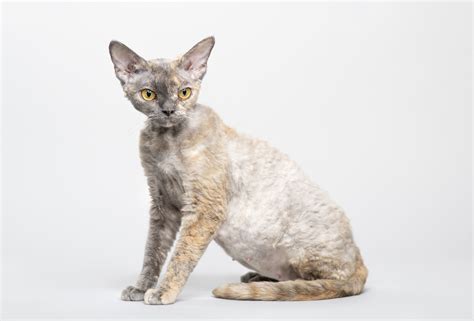 Devon Rex The Cat Loop