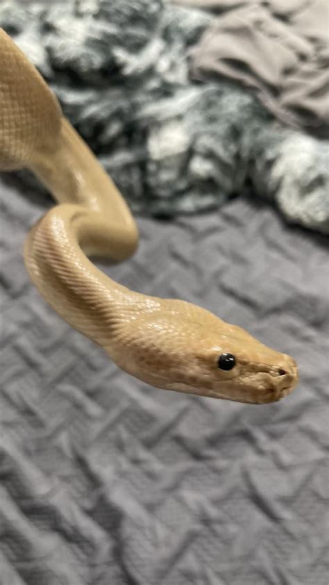 Female Green Granite Burmese Python R Snek