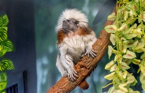 Cotton Top Tamarins