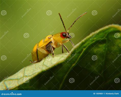 Bug On Leaf Stock Image Image Of Wildlife Small Redhead 1009801