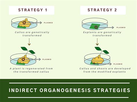 In Vitro Plant Regeneration Overview Understanding Organogenesis Vs