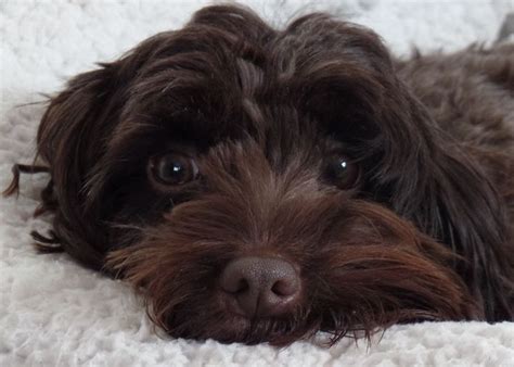 Brown Cockapoo Artofit