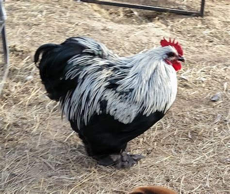 What Color Are These Cochin Bantams Backyard Chickens Learn How To
