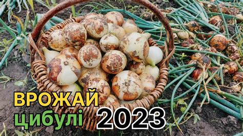 НАРОСЛА ГАРНА Збираємо ВРОЖАЙ озимої цибулі 2023 Вирощування цибулі на Поліссі Youtube