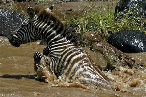 Saltwater Crocodile Attacks Zebras