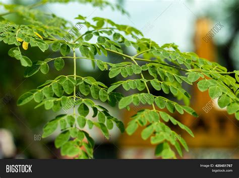 Very Small Leaf Called Image And Photo Free Trial Bigstock