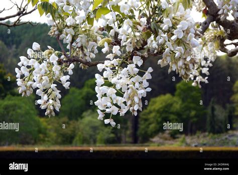 White Wisteria Brachybotrys Shiro Kapitan Silky Wisteria Flowers