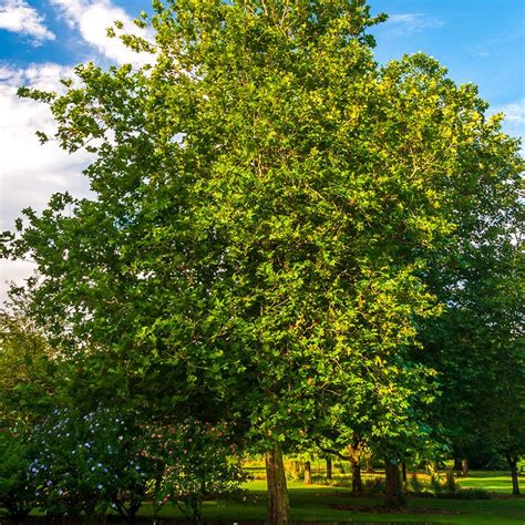 Columbia Sycamore Tree Stark Bros