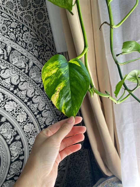Single Yellow Stem On Pothos Plant R Pothos