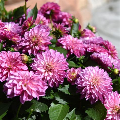 Dahlia Hypnotica Purple Bicolour Garden Express