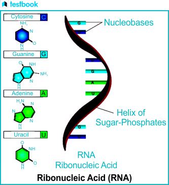 Understanding The Structure And Functions Of RNA Testbook