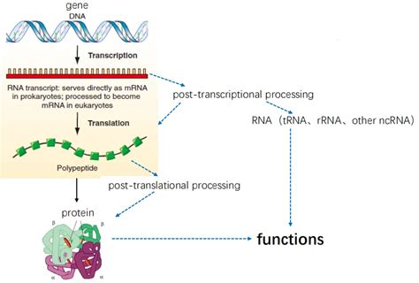 转录组数据分析 Rna Seq（一） 阿里云开发者社区