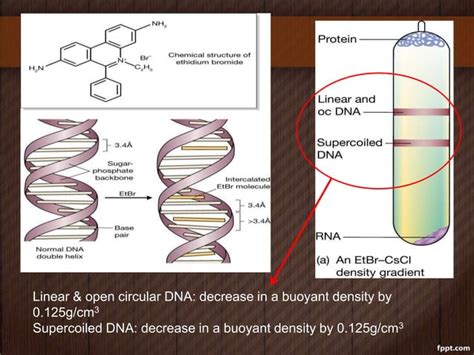 Isolation And Purification Of Dna Pptx Biological Sciences Science