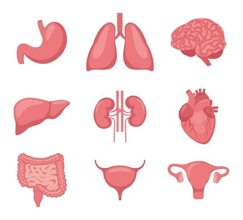 Organ Biology Picture