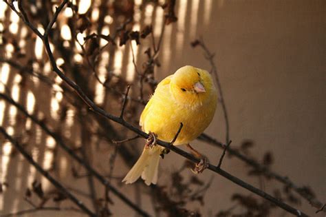 Domestic Canary The Nature Of The World