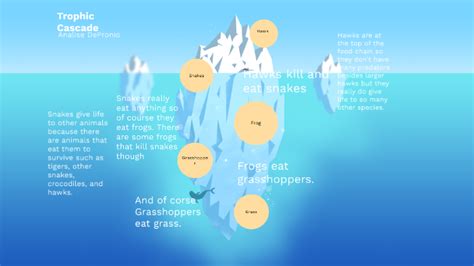 Trophic Cascade Model By Analise Depronio On Prezi
