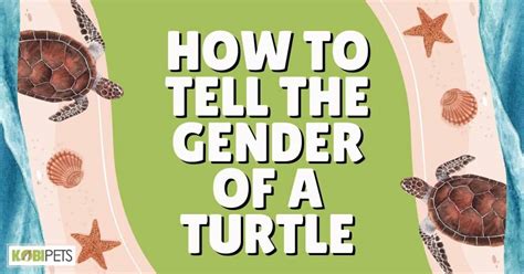 How To Tell The Gender Of A Turtle Kobi Pets