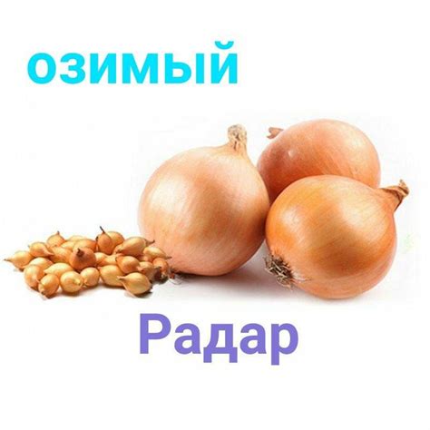 Лук Радар Описание Сорта Фото – Telegraph