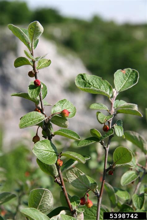Cotoneaster Cotoneaster Melanocarpus
