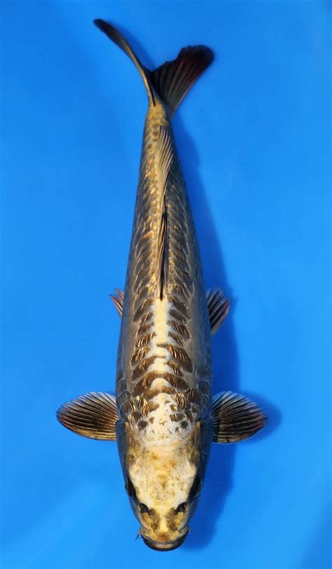 Kabuto Grand Koi Llc