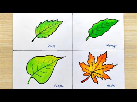 How To Draw Different Shapes Of Leaves