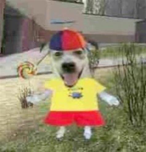 Happy Dog With Lollipop And Hat Meme Silly Dogs Dog Memes Memes