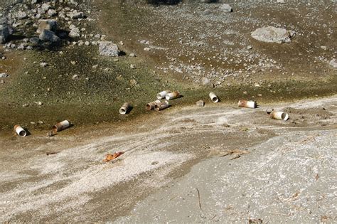 Protect Our Shoreline News Geoduck Farming And Waterlogged Logs