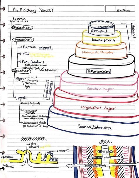USMLE Notes Dr Najeeb Gi Basic Histology Hand Drawn