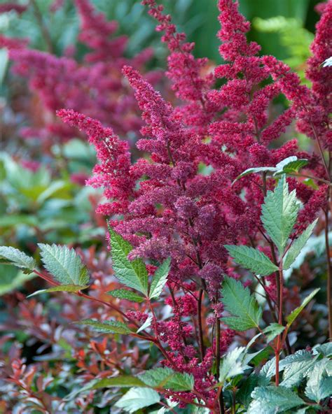 Astilbe Chinensis Vision In Red Bare Roots Buy Dark Purple Red