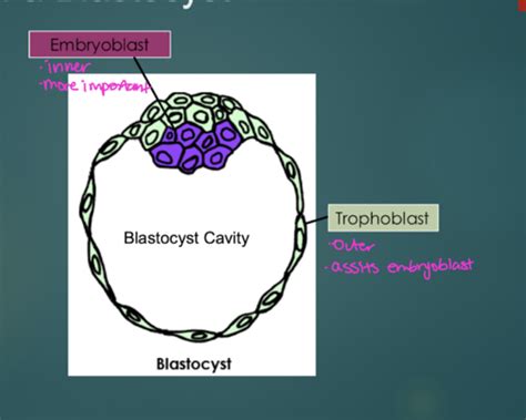 1 General Embryology Flashcards Quizlet