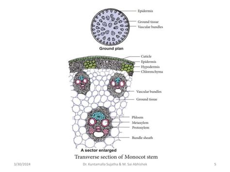 Dicot And Monocot Stem Structure And Functions Pptx Gardening Home And Garden