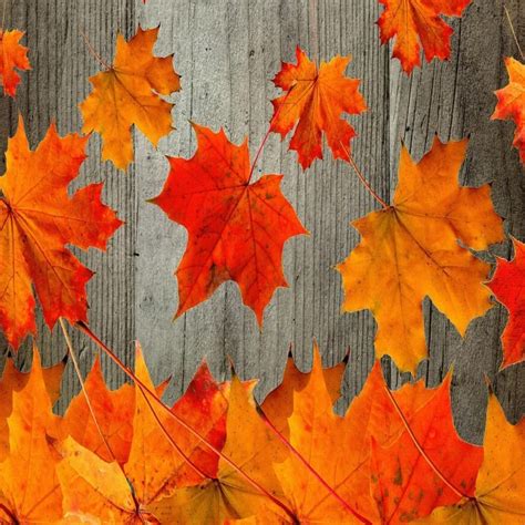 Autumn Rustic Wallpapers Wallpaper Cave