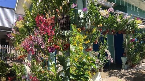 Marvel At How Aloe Leaves Revive Dead Orchids Garden Green Insights