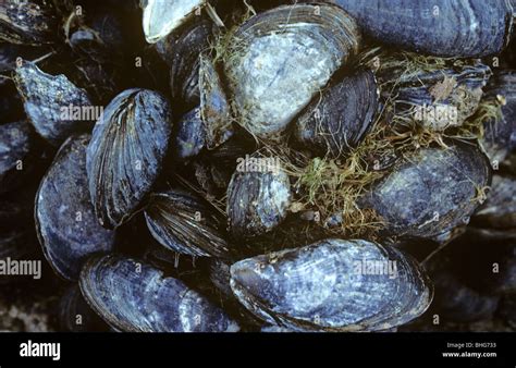 Common Mussel Mytilus Edulis Exposed At Low Tide And Showing The Byssus Threads Which