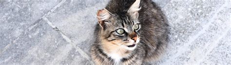 Adopt A Shelter Cat Month Humane Society Of The Pikes Peak Region