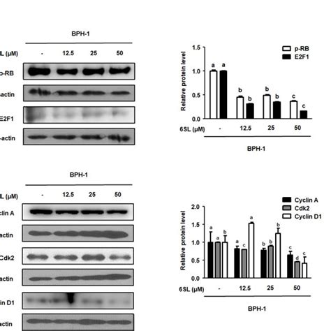 The Depressant Effect Of 6sl On E2f1 Dependent Cell Cycle Protein