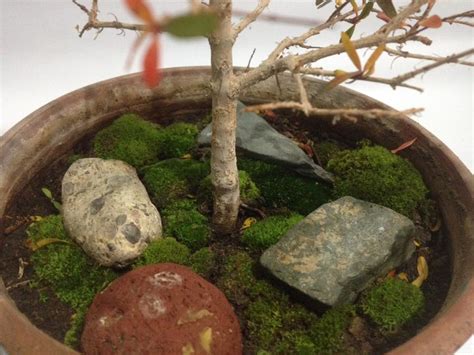 ჯუჯა ხე ბონსაი თქვენი ოთახის სილამაზე Facebook