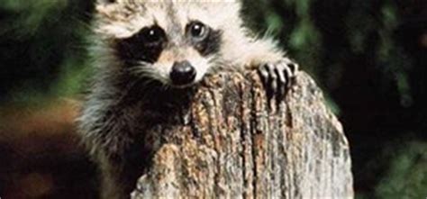 Raccoon Renegade Jackass 3D Contest WonderHowTo