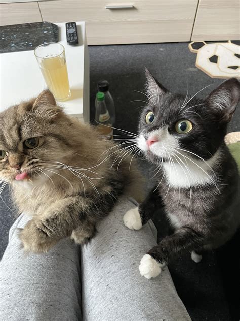 Snack Blep Rblep