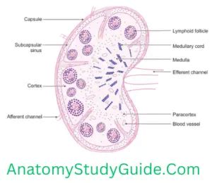 Lymphoid Tissue Histology Anatomy Study Guide