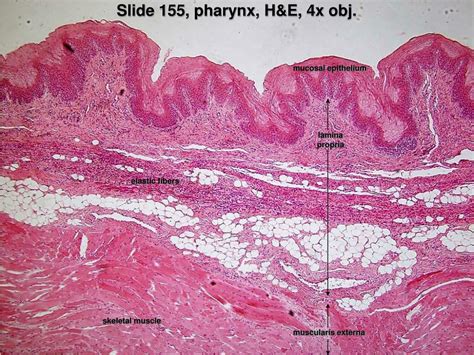 Oropharynx Histology